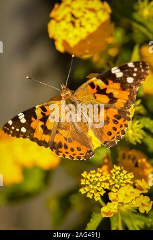 Selective focus shot of Vanessa cardui butterfly collecting pollen on ...