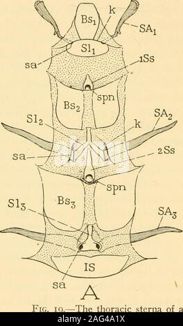 . Smithsonian miscellaneous collections. is that of the mesosternum ...