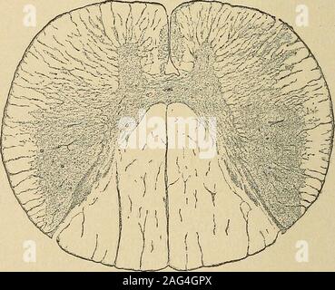 Pyramidal nerve cells Stock Photo - Alamy