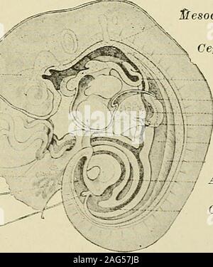 Kidney glomerulus, drawing Stock Photo - Alamy
