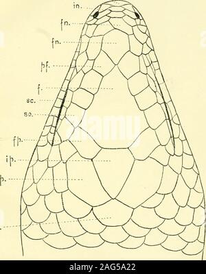 . Catalogue of the lizards in the British Museum (Natural History) 2d ...