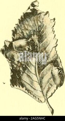 Aphid Gall on an Elm Leaf, Tetraneura (Byrsocrypta) ulmi, Aphididae ...