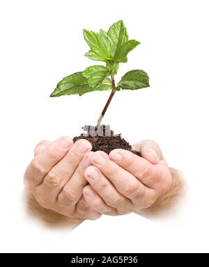 Tree shoot with earth in hands Stock Photo - Alamy