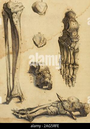 . Engravings of the bones, muscles and joints. IV^ Stock Photo - Alamy