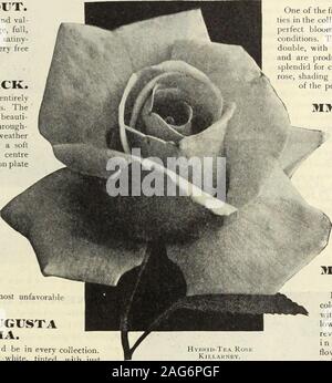 Rose tinted flowers of the hardy hybrid foxglove, Digitalis 'Goldcrest ...