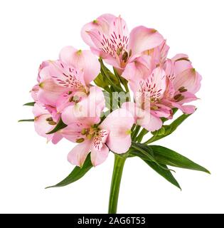 Beautiful Alstroemeria flowers on a pink pastel background. Place for ...