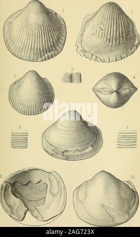 Blanford Geological Magazine Stock Photo - Alamy