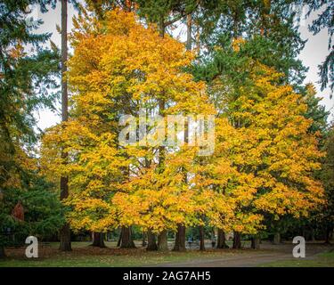 Beautiful view of green and yellow trees in Dog Mountain, St. Johnsbury ...