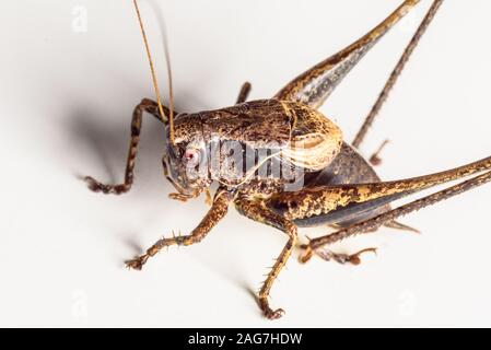 Large brown grasshopper locust closeup on a white background Stock ...
