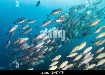 Silver tuna fish underwater school, Raja Ampat Indonesia Stock Photo ...