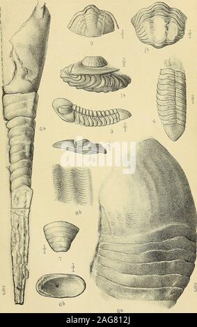 Orthoceras sp. 1 Stock Photo - Alamy