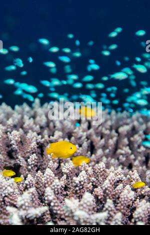 Small fish in colourful coral reef, Raja Ampat Indonesia Stock Photo ...