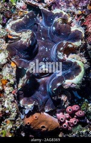giant clam in ocean tropical water Raja Ampat, Indonesia Stock Photo ...