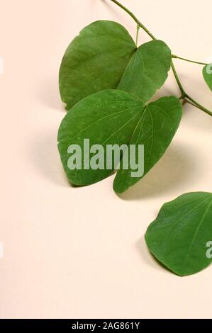 Indian Festival Dussehra, showing golden leaf . Greeting card Stock ...