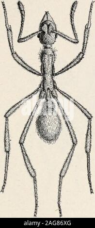 . Ants; their structure, development and behavior. B C ^/ Food ...