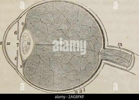 Anterior and Posterior Chambers of the Eye Stock Photo - Alamy