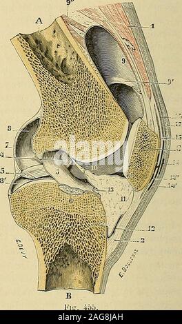 Traité d'anatomie humaine . 4..... A. Faisceau gémculé. —Le faisceau ...
