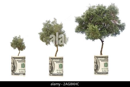 olive threes growing from dollar bill Stock Photo - Alamy