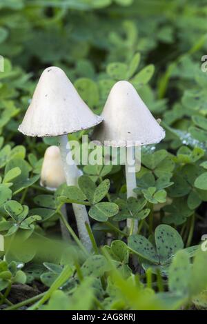 Conical brittlestem fungus (Parasola conopilus) large group growing ...