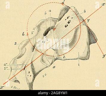 Traité d'anatomie humaine . pour former le genou et le bec ; en bas, la ...