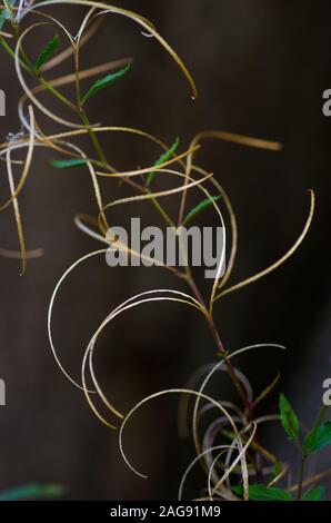 Natural plant calligraphy Stock Photo - Alamy