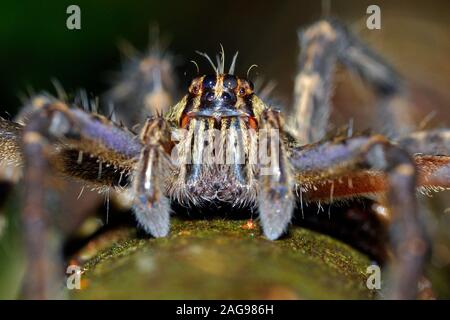 Brazilian wandering spider (Phoneutria) face portrait macro showing the ...