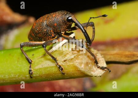 Weevil, Costa Rica Stock Photo - Alamy