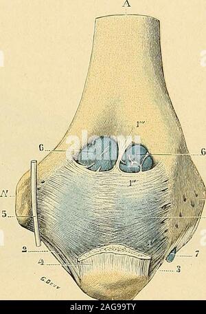 Traité d'anatomie humaine . 4..... A. Faisceau gémculé. —Le faisceau ...