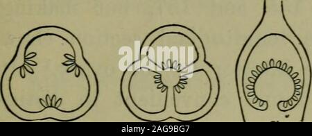 . Foundations of Botany. Botany. STRUCTURE OF THE FLOWER AND ITS ORGANS ...