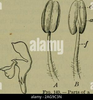 . Foundations of Botany. Botany. STRUCTURE OF THE FLOWER AND ITS ORGANS ...