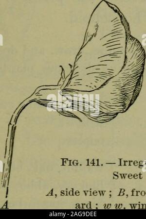 . Foundations of Botany. Botany. STRUCTURE OF THE FLOWER AND ITS ORGANS ...