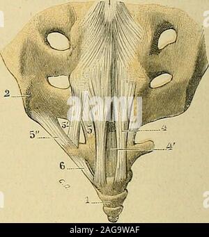 Traité d'anatomie humaine . 4..... A. Faisceau gémculé. —Le faisceau ...