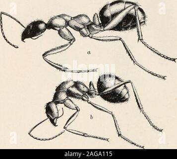 . Ants; their structure, development and behavior. less refusefood or ...