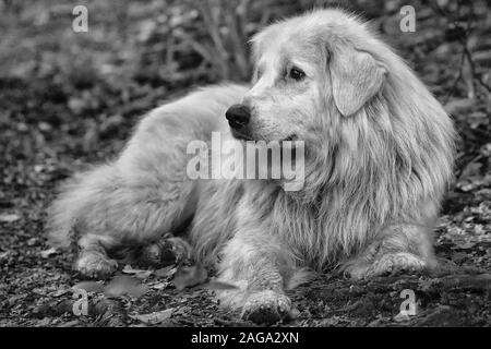 A grayscale shot of a homeless dog laying on the grass outdoors Stock ...