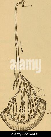 . The eclectic guide to health; or, Physiology and hygiene ... ng, worm ...