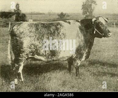 cows feeding 111 Stock Photo - Alamy