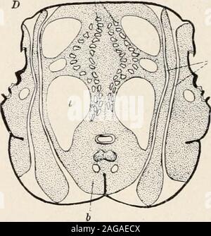 . Ants; their structure, development and behavior. Sagittal section of ...