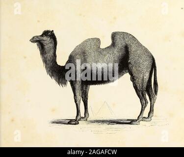 . The progressive drawing-book : containing a series of easy and ...