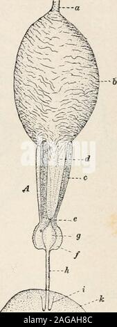 . Ants; their structure, development and behavior. Sagittal section of ...
