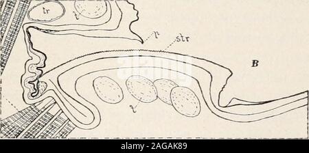 . Ants; their structure, development and behavior. Sagittal section of ...