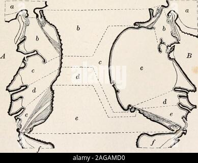 . Ants; their structure, development and behavior. Sagittal section of ...