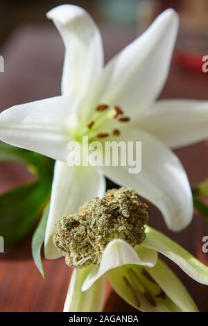 cannabis brown hashish closeup on gray background, moroccan hashish ...