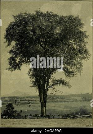 Sequoias and oaks Stock Photo - Alamy