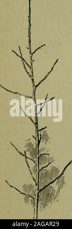 . Foundations of botany. Fig . 30. — Opposite Branching in a very Young ...