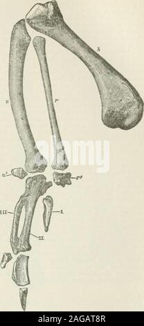 Sternum Fregata aquila Stock Photo - Alamy