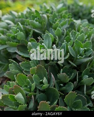 Orpine in early spring with green leaves only .Young shoots of orpine ...