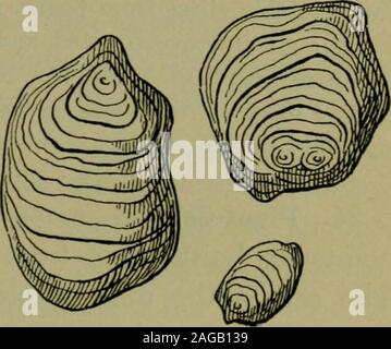 cornstarch under the microscope Stock Photo - Alamy