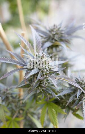 Vertical closeup shot of marijuana plants with blurred background Stock ...