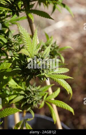 A macro shot of green kush leaves against the isolated background Stock ...
