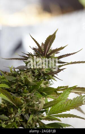 A macro shot of green kush leaves against the isolated background Stock ...